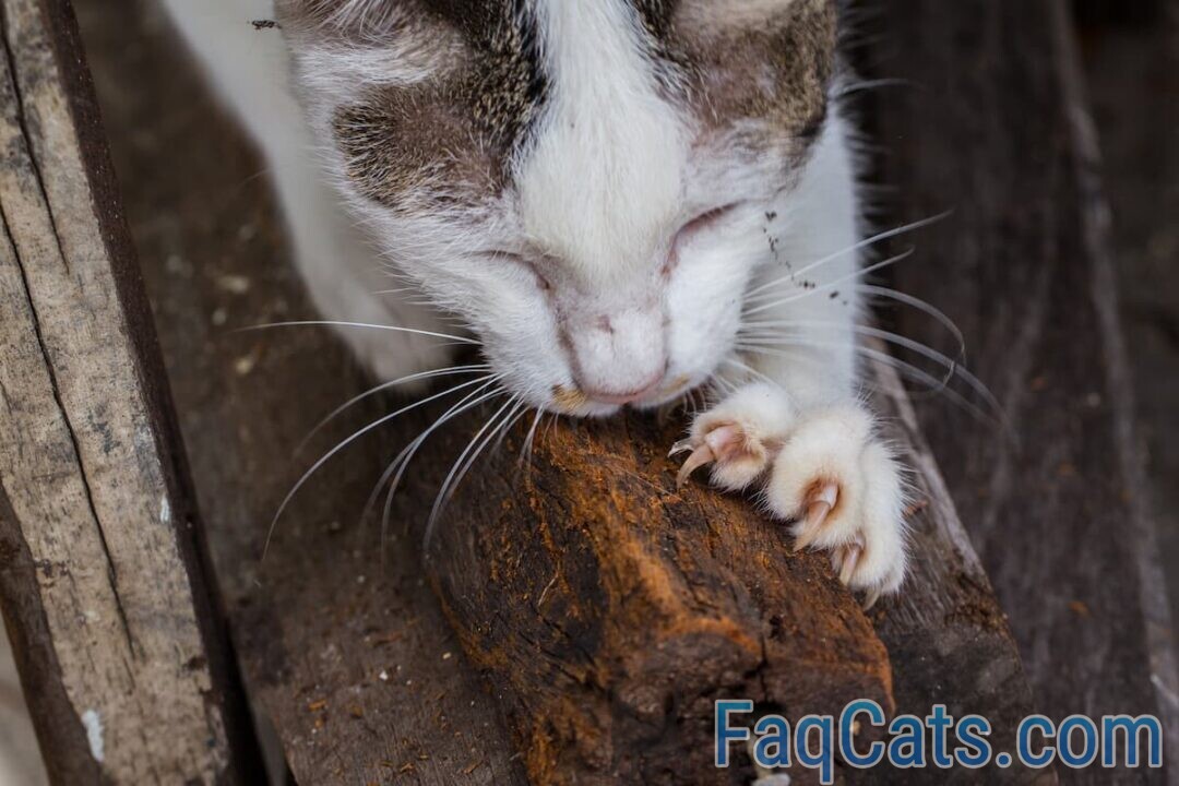 Age Limit For Declawing Cats – When Is It Appropriate – FAQcats.com