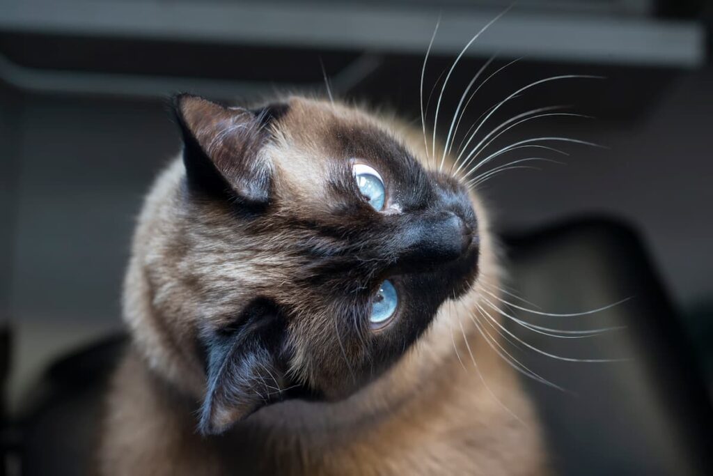 Applehead Siamese Cats – Breed Facts, Personality, & More! – FAQcats.com