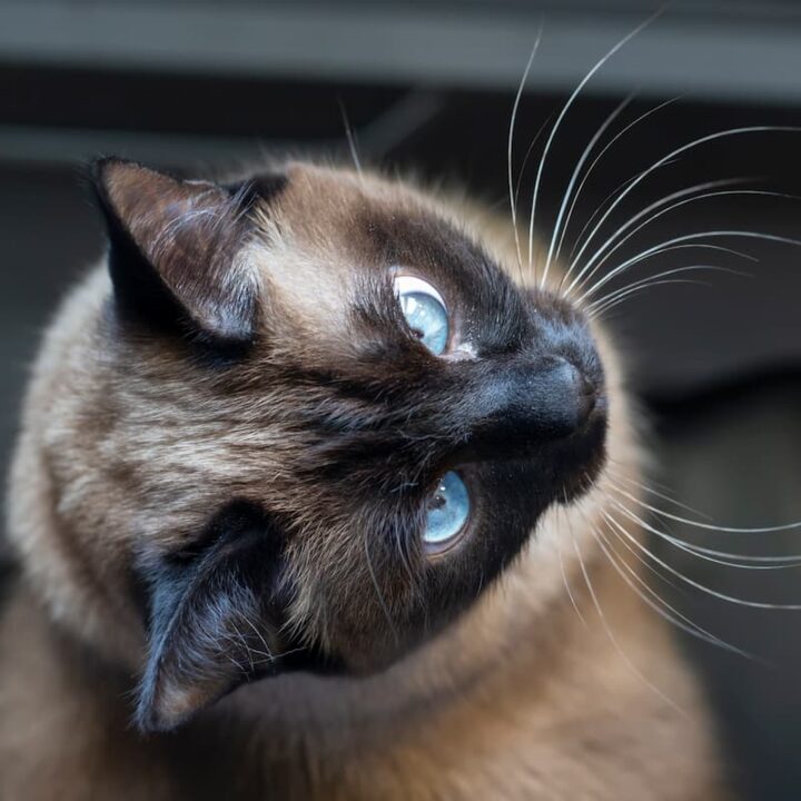 Applehead Siamese Cats – Breed Facts, Personality, & More! – FAQcats.com