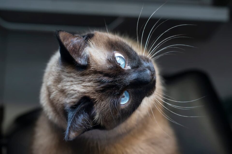 Applehead Siamese Cats – Breed Facts, Personality, & More! – FAQcats.com Applehead Siamese Cats – Breed Facts, Personality, & More! – FAQcats.com