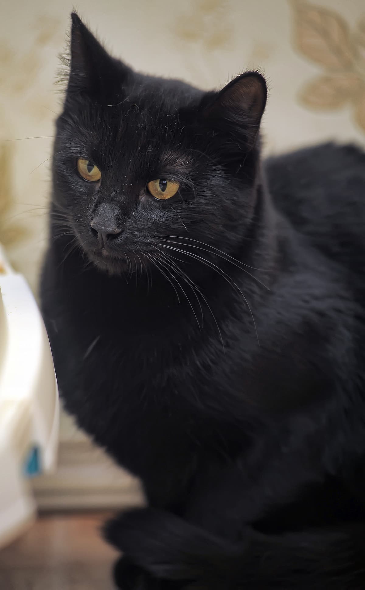 Are Black Cats Dumb Here s The Facts FAQcats are-black-cats-dumb-here-s-the-facts-faqcats