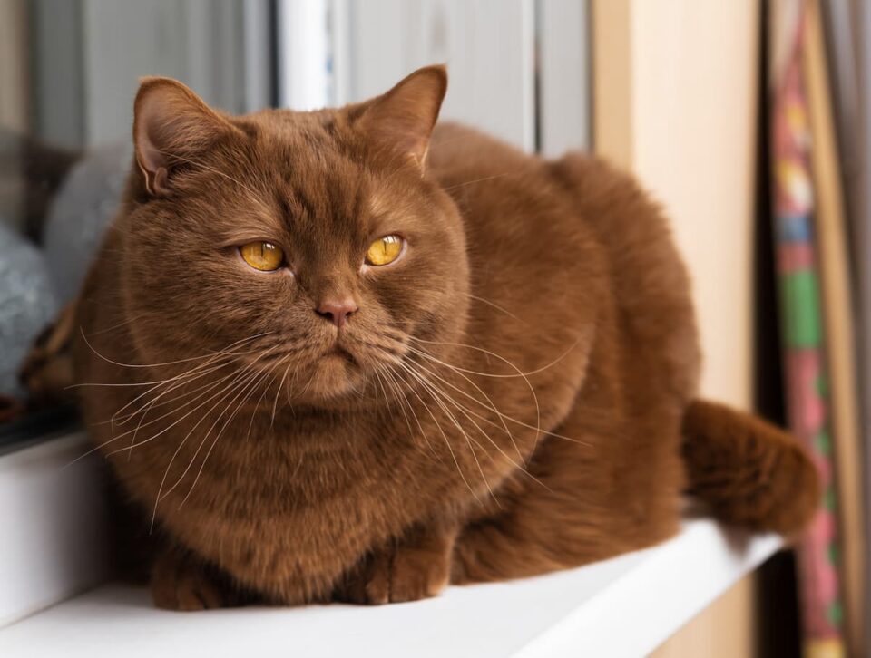 Are Brown Cats Rare – Everything You Should Know! – FAQcats.com