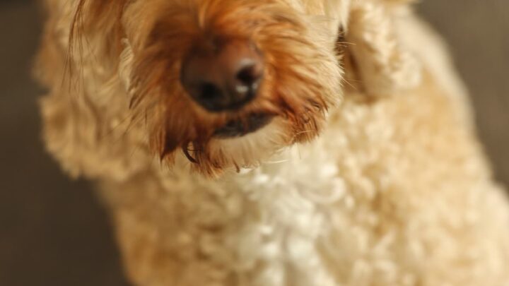 Are Cockapoos Good With Cats – Introducing Your Pets – FAQcats.com