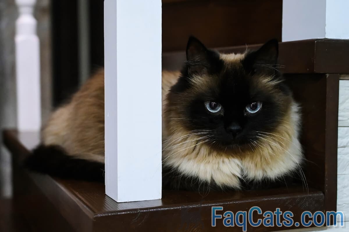 Are Himalayan Cats Dumb – It’s A Myth! – FAQcats.com