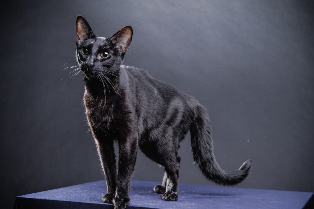 Are Lykoi Cats Rare – What You Should Know! – FAQcats.com