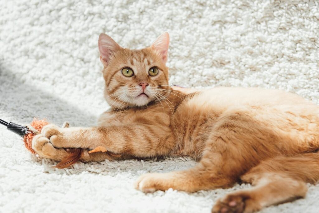 Are Orange Cats Dumb – It’s A Myth! – FAQcats.com