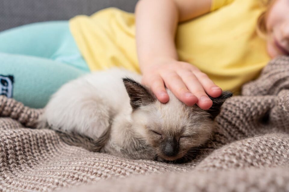 Are Siamese Cats Are Good With Babies – 10 Things To Know! – FAQcats.com