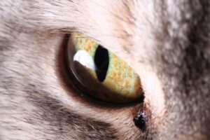 Black Crust Around Cats Eyes and Nose: Uncover the Mystery Behind It ...