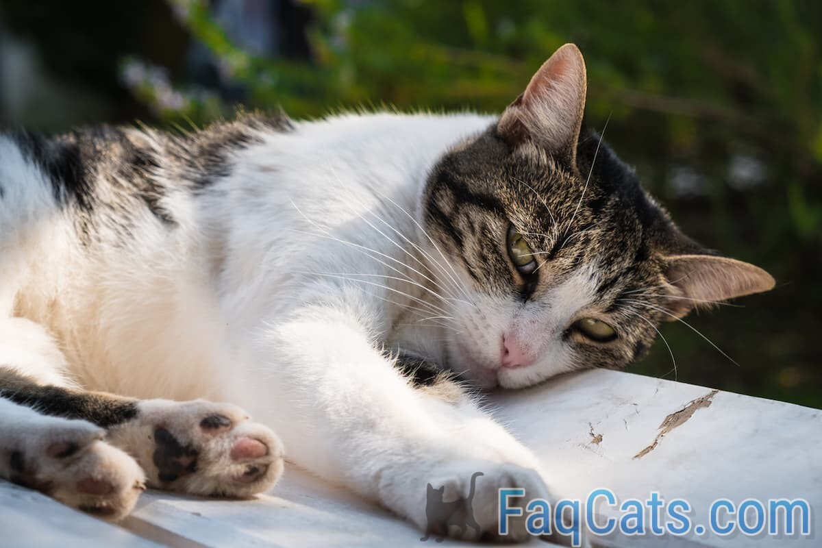 Can Cats Be Bulimic – Eating Disorders And Other Facts – FAQcats.com