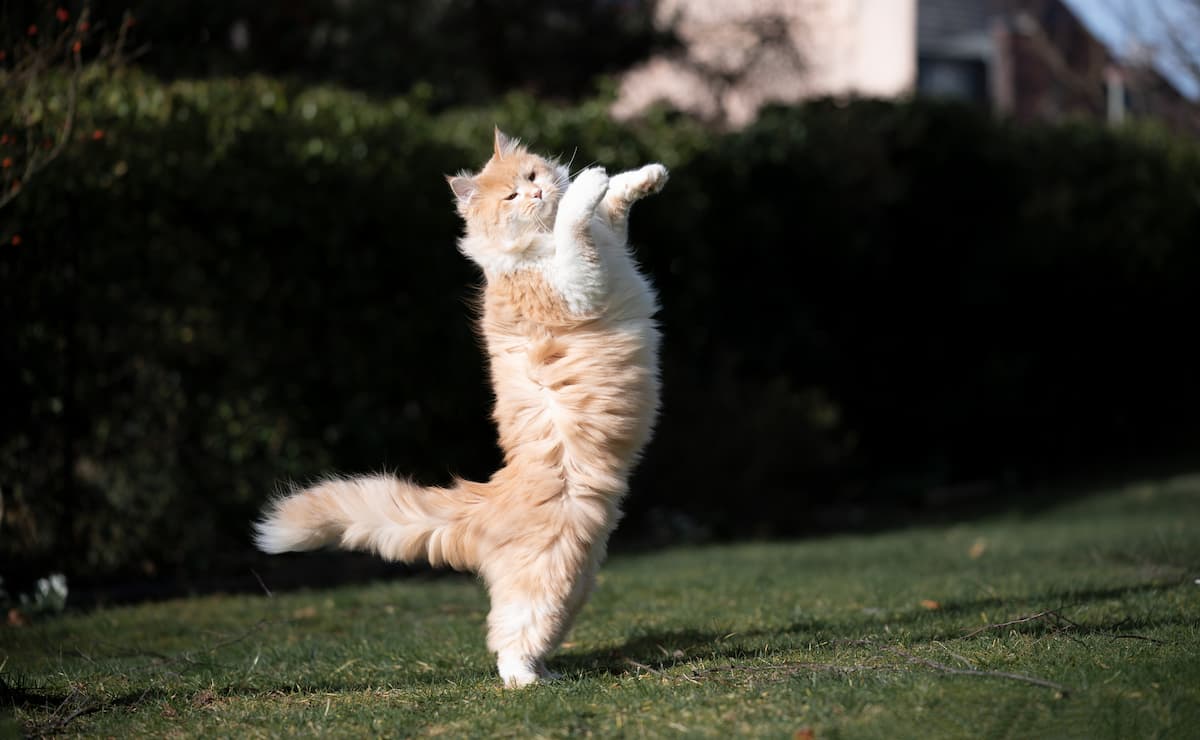 Can Cats Do Backflips – A Cats Athleticism Explained! – FAQcats.com