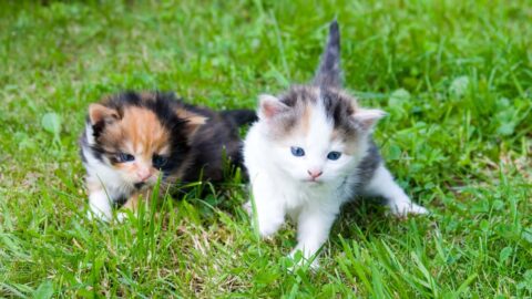 Can Cats Do Backflips – A Cats Athleticism Explained! – FAQcats.com