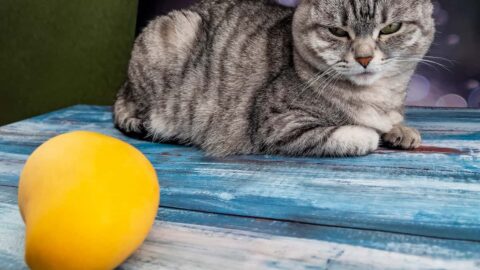 Can Cats Eat Mango – Everything You Should Know! – FAQcats.com