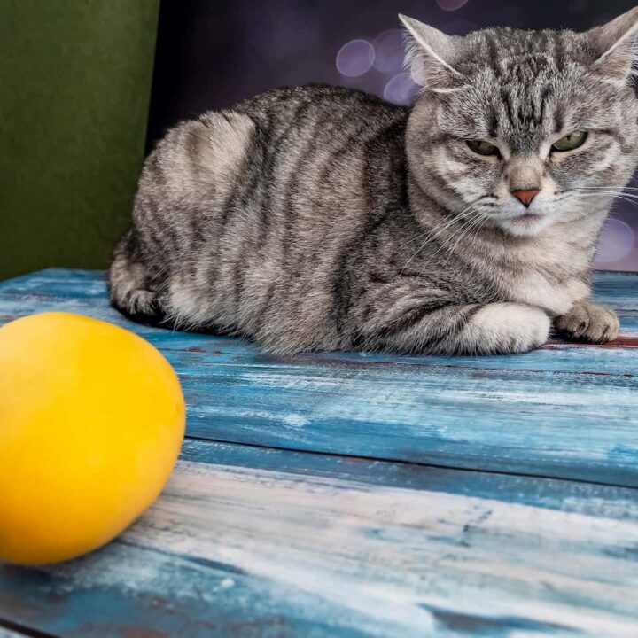 Can Cats Eat Mango – Everything You Should Know! – FAQcats.com