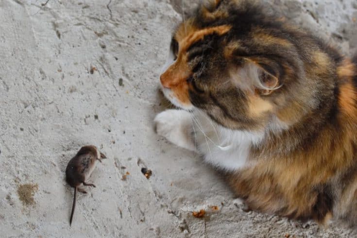 Can Cats Eat Moles – 6 Factors To Consider! – FAQcats.com