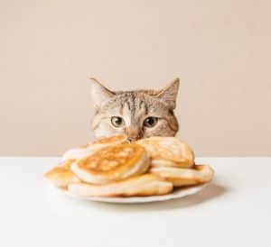 Can Cats Eat Pancakes – What You Should Know! – FAQcats.com