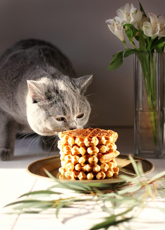 Can Cats Eat Waffles – Concerns & Important Facts – FAQcats.com