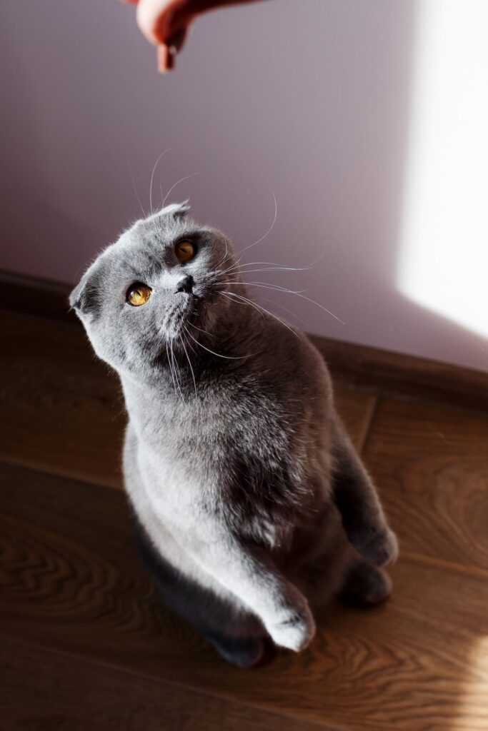 Can Cats Eat Walnuts – Are They Safe? – FAQcats.com