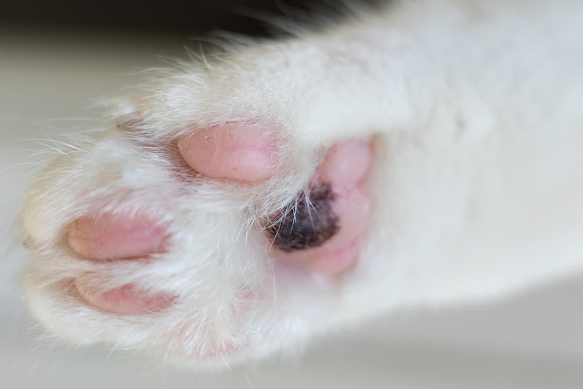Can Cats Get Warts On Their Paw Pads FAQcats Can Cats Get Warts On Their Paw Pads FAQcats