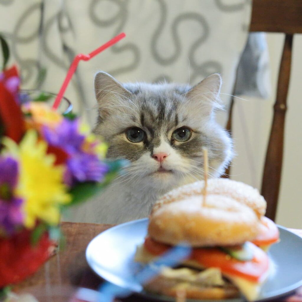 Can Cats Have Mayo – Is It Safe To Eat? – FAQcats.com