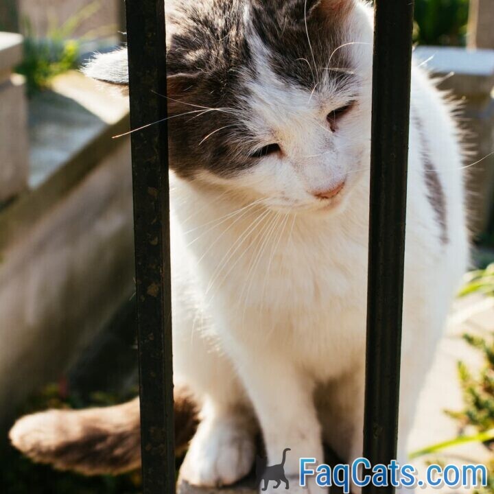 Can Cats Jump Over Pet Gates – Do They Work? – FAQcats.com