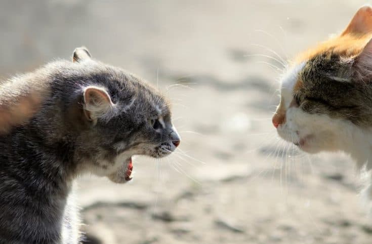Can Cats Kill Each Other – Everything You Should Know! – FAQcats.com