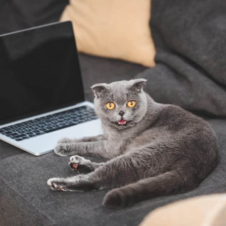 Can Cats See Computer Screens – Here’s The Facts! – FAQcats.com