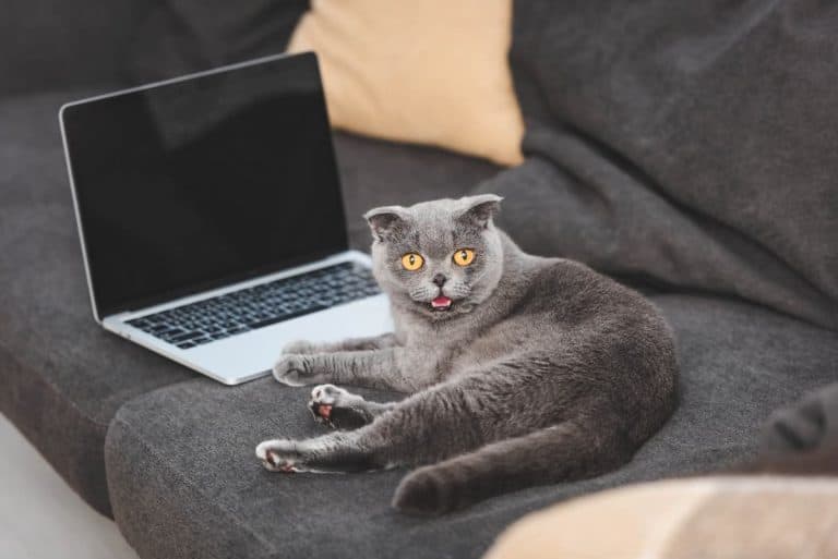 Can Cats See Computer Screens – Here’s The Facts! – FAQcats.com