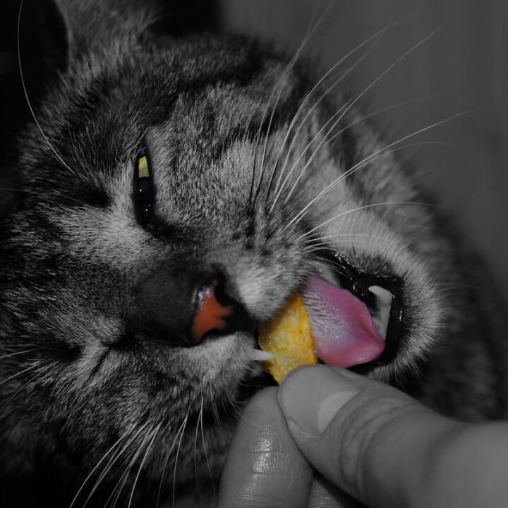 Cats Eat Doritos – Is It A Safe Treat? – FAQcats.com