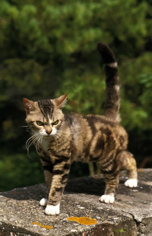 Do Bengal Cats Purr – 5 Things To Consider – FAQcats.com