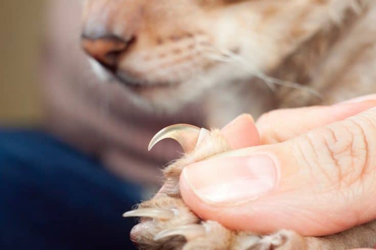 Do Cat Claws Contain Poison – What You Should Know! – FAQcats.com
