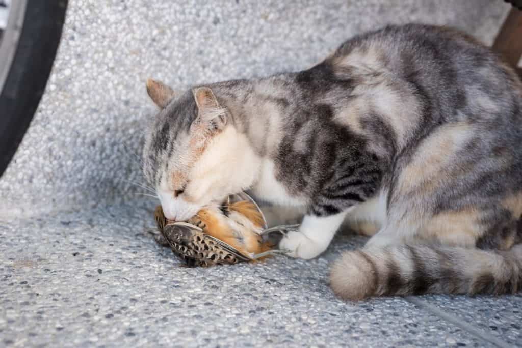 Do Cats Eat Birds – Is It Safe & What To Know! – FAQcats.com