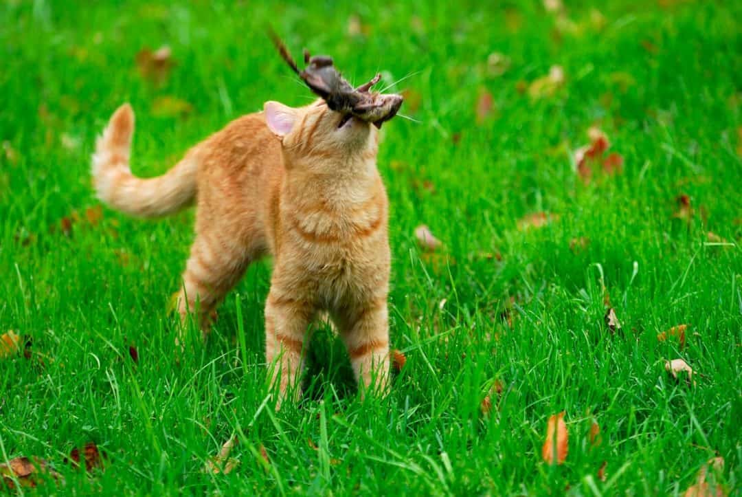 Do Cats Eat Chipmunks – Unique Facts & Things To Know! – FAQcats.com