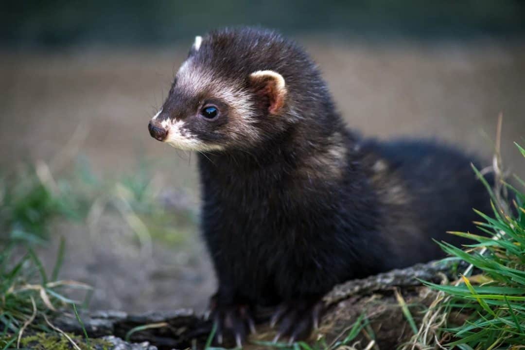 Do Cats Eat Ferrets – What You Should Know! – FAQcats.com