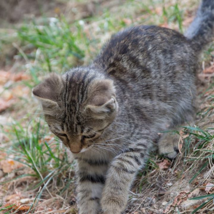 Do Cats Eat Squirrels – What You Should Know! – FAQcats.com