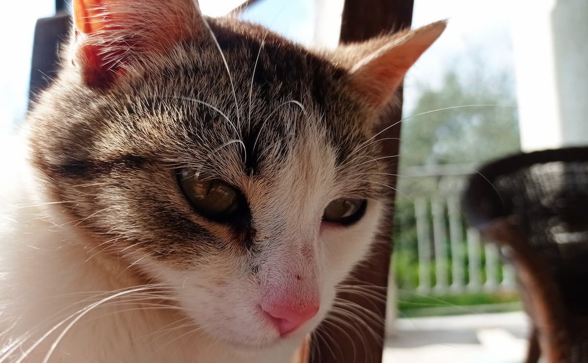 Do Cats Have Free Will – Everything You Should Know! – FAQcats.com