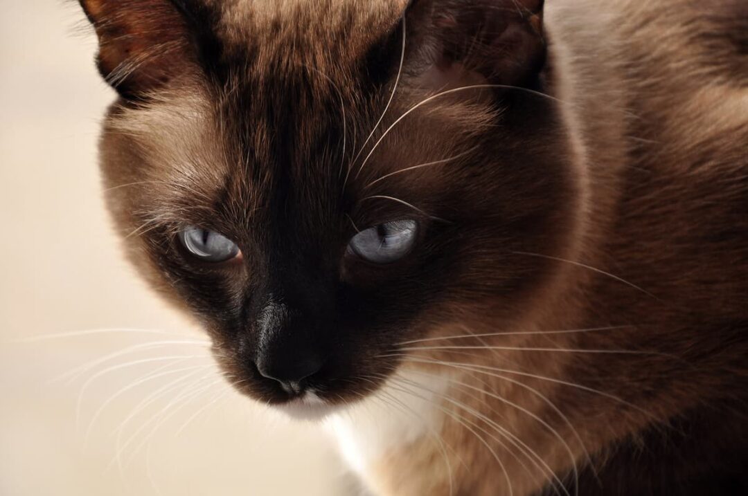 Do Siamese Cats Have Slanted Eyes – What To Know! – FAQcats.com