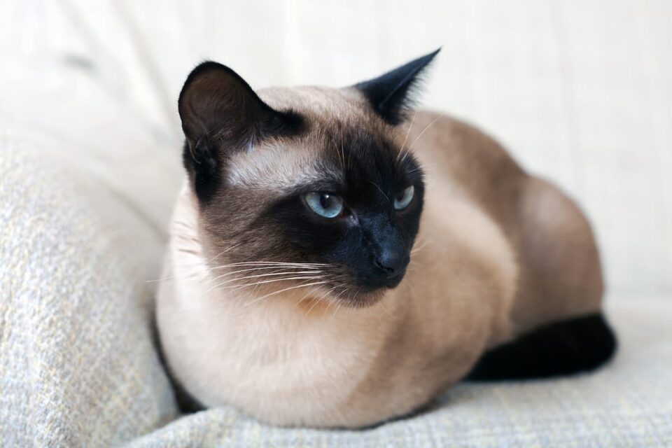 Do Siamese Cats Meow Differently – 10 Things To Know! – FAQcats.com