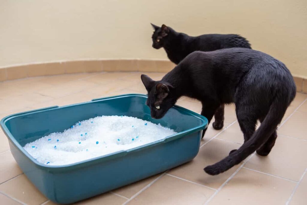 How Long After Cats Eat Do They Poop – What You Can Expect – FAQcats.com