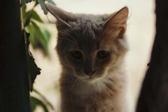 How Small Of A Gap Can A Cat Fit Through – FAQcats.com