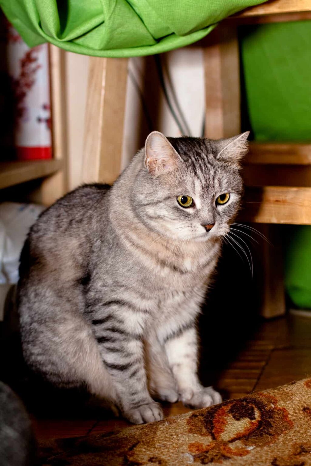 How Tall Are Cats Standing Up – Average Height & Facts – FAQcats.com