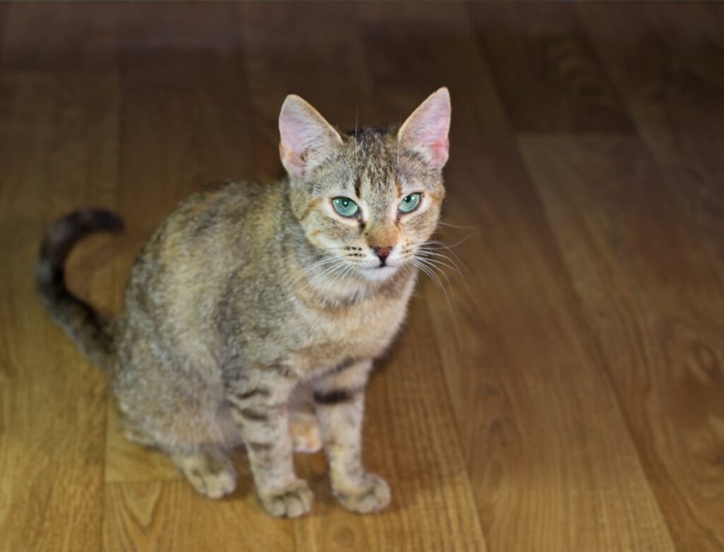 How Tall Is A Cat When Sitting – Average Height & More – FAQcats.com