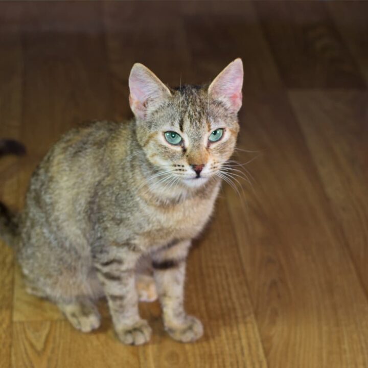 How Tall Is A Cat When Sitting – Average Height & More – FAQcats.com