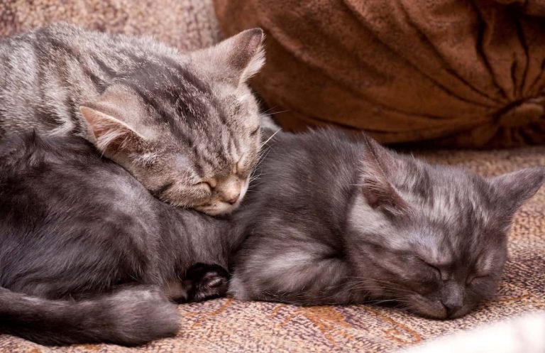 Is It Cruel To Have One Cat – The Pros & Cons Explained! – FAQcats.com