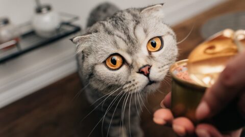 Is Sheba Good For Cats – What You Should Know! – FAQcats.com