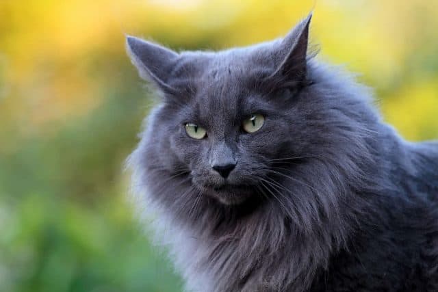13 Grey Cat Breeds – An Overview With Pictures! – FAQcats.com