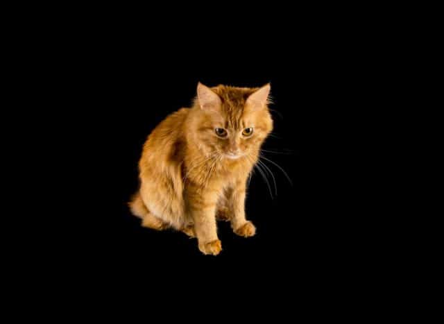 14 Orange Cat Breeds – An Overview With Pictures! – FAQcats.com