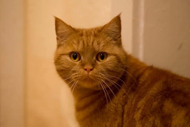 14 Orange Cat Breeds – An Overview With Pictures! – FAQcats.com