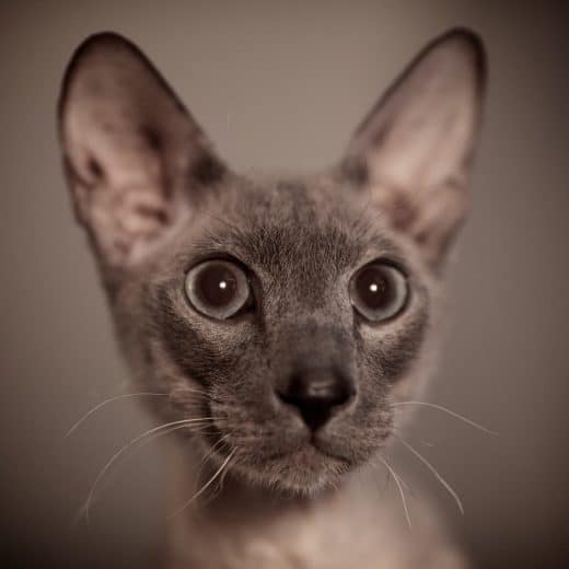 13 Grey Cat Breeds – An Overview With Pictures! – FAQcats.com