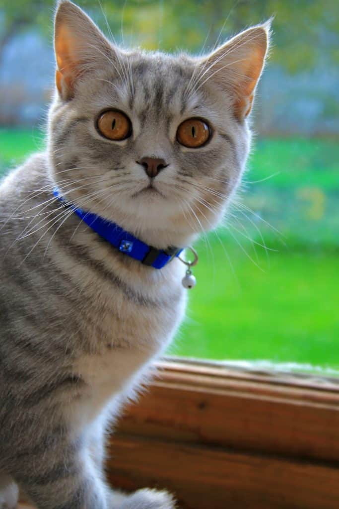 What Age Can Kittens Wear Collars – Here’s The Answer – FAQcats.com