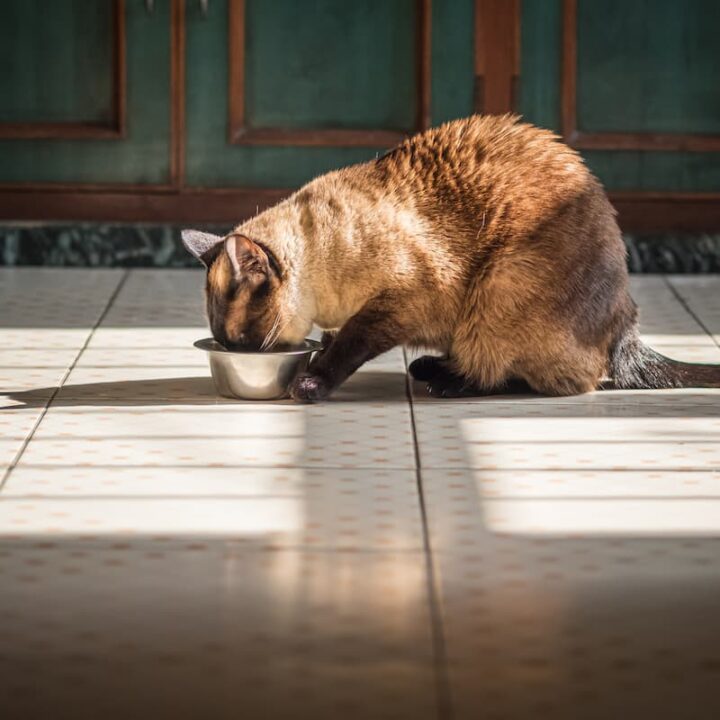 What Do Siamese Cats Drink – Properly Hydrating Your Pet! – FAQcats.com